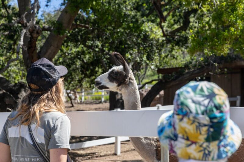 Malibu: Guided Vineyard Hike with Photo Stops and Wine - Final Thoughts