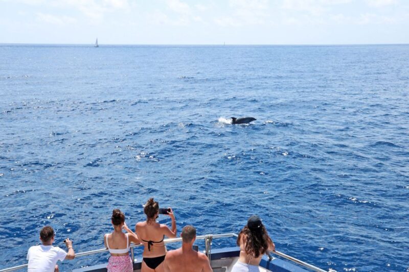 Mallorca: 2-Hour Dolphin Watching Cruise & Glass-Bottom Boat - Key Points