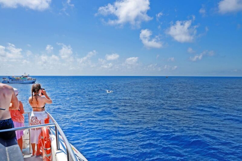 Mallorca: 2-Hour Dolphin Watching Cruise & Glass-Bottom Boat - FAQ