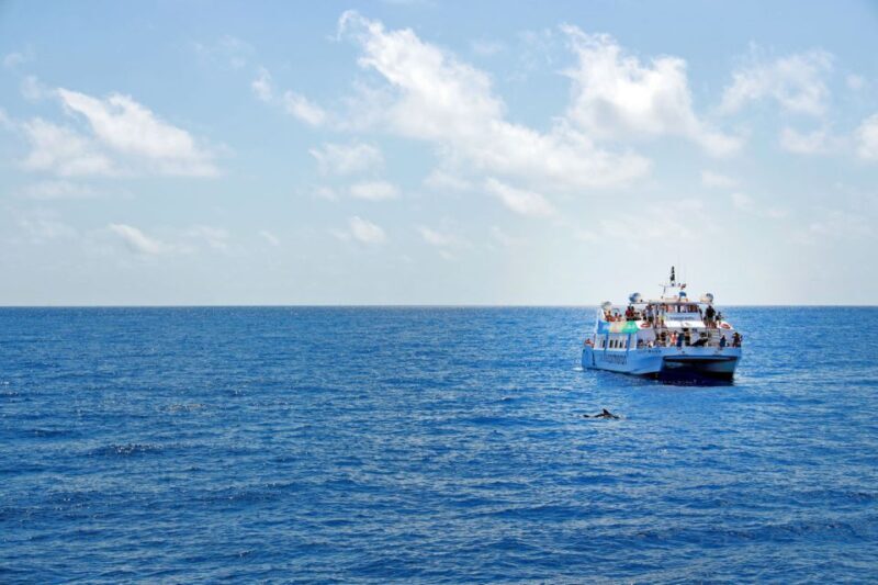 Mallorca: 2-Hour Dolphin Watching Cruise & Glass-Bottom Boat - The Sum Up