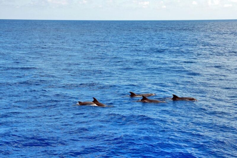 Mallorca: 3-Hour Afternoon Dolphin Watching Boat Tour - Mallorca: 3-Hour Afternoon Dolphin Watching Boat Tour — A Genuine Look