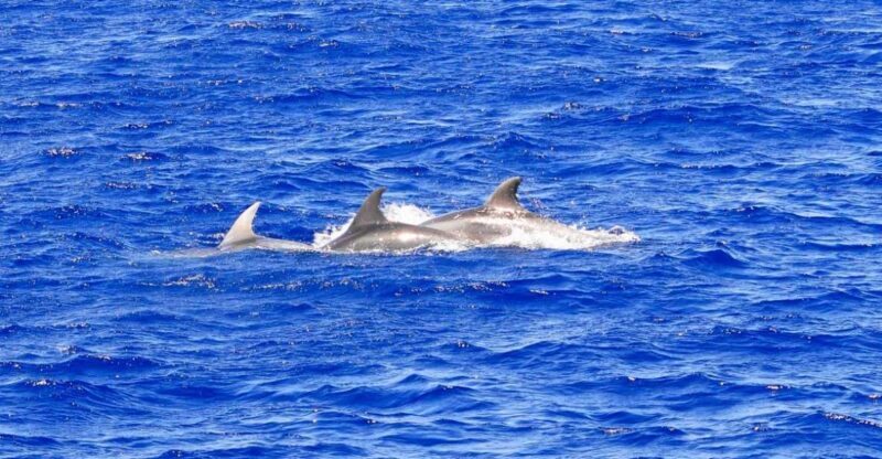 Mallorca: 3-Hour Afternoon Dolphin Watching Boat Tour - Value for Money