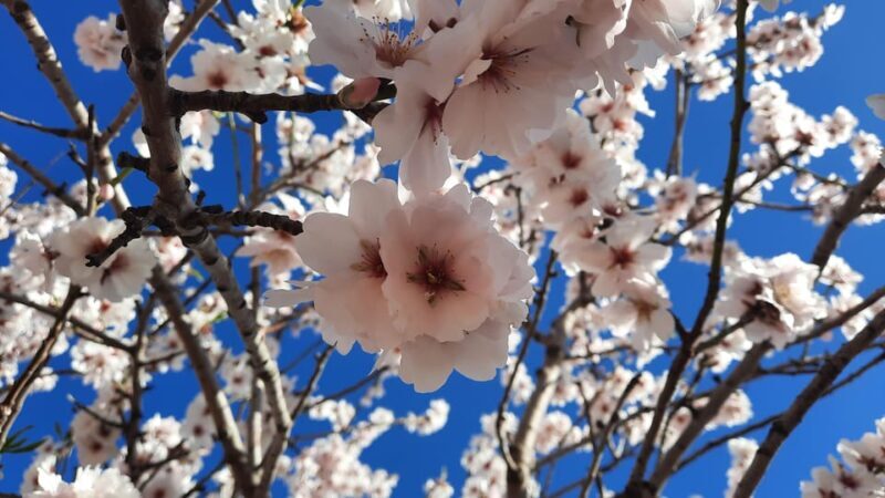 Mallorca: Almond Blossom Minivan Tour with tasting - GERMAN - An In-Depth Look at the Tour Experience