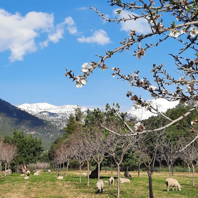 Mallorca: Almond Blossom Minivan Tour with tasting - GERMAN - Final Thoughts