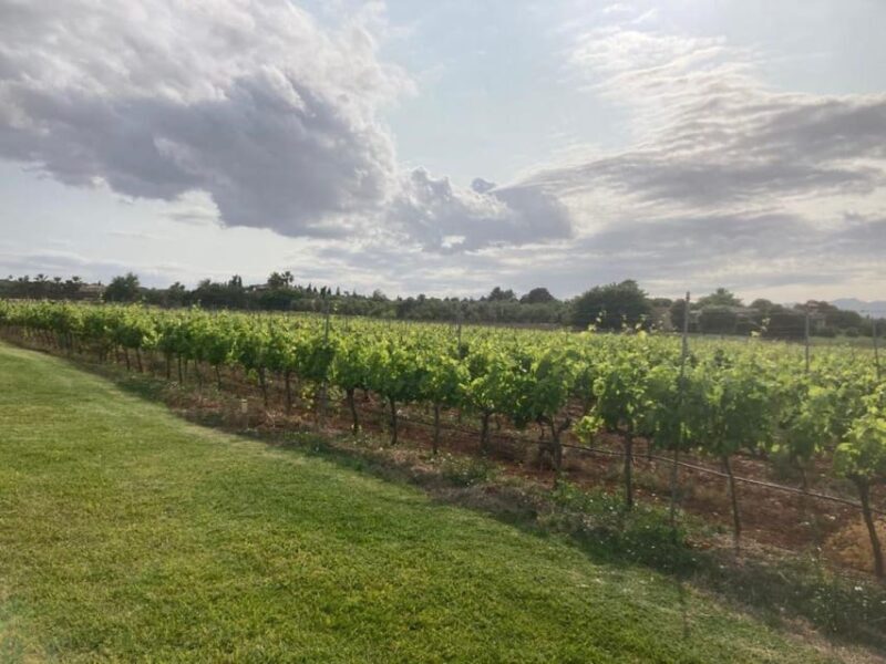 Mallorca: Bodega Butxet Vineyards & Winery Tour with Tasting - FAQ — Your Questions Answered
