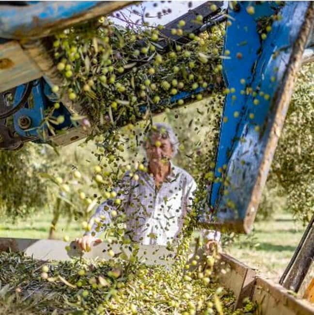 Mallorca: Bodega & Olives Minibustour with wine/oil tasting - An Authentic Taste of Mallorca: What You Can Expect