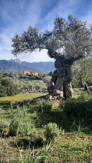 Mallorca: Cap & Cava - Minibus Tour to Formentor - GERMAN - Frequently Asked Questions