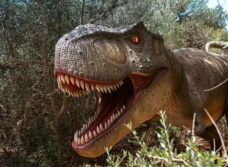 Mallorca: Caves of Hams and Dinosaurland Ticket with Pickup - A Practical Guide to Your Mallorca Cave and Dinosaur Day