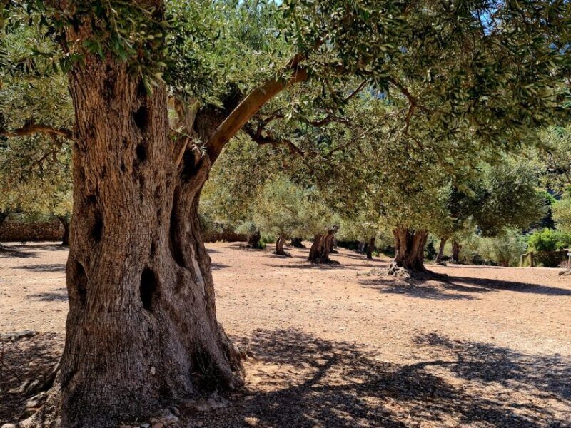 Mallorca: Day Trip to Hidden Gems of Tramuntana with Lunch - Exploring the Itinerary: A Detailed Breakdown