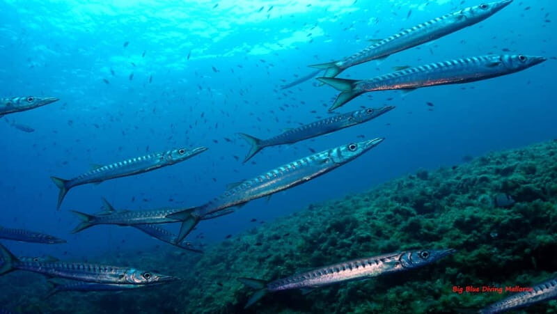Mallorca: Discover Scuba Diving from the boat - What Sets This Apart from Similar Tours