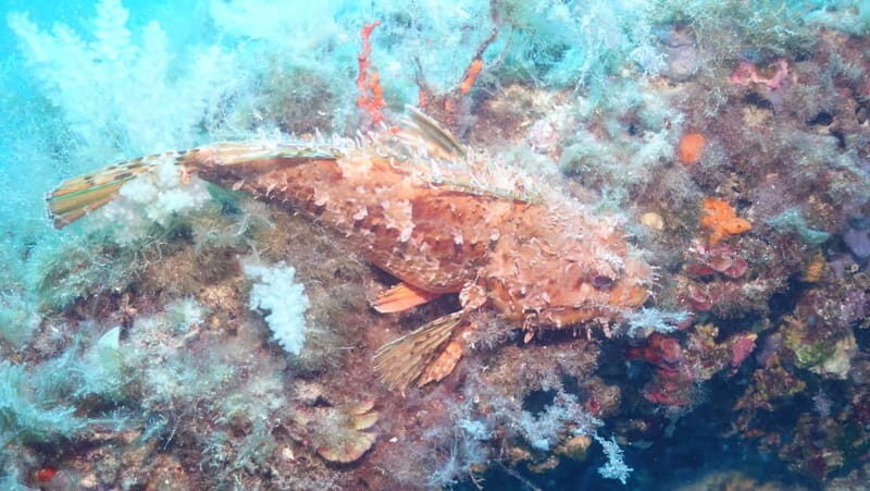 Mallorca: Discover Scuba Diving from the boat - The Experience Provider: Big Blue Diving Mallorca