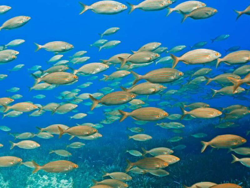 Mallorca: Diving without a license with an instructor from a boat - Cap de Formentor - Practical Details and Tips