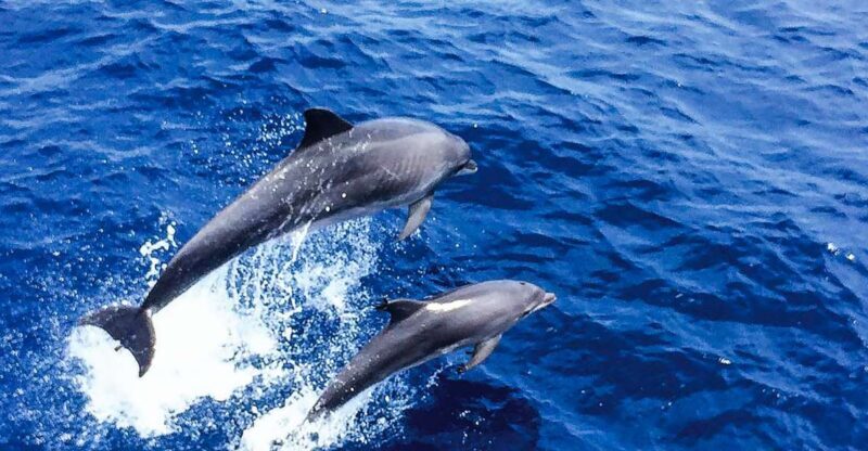 Mallorca: Dolphin Watching Cruise - An In-Depth Look at the Mallorca Dolphin Watching Cruise