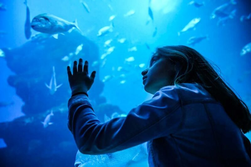 Mallorca: Dolphin Watching Cruise - Who Should Consider This Tour?
