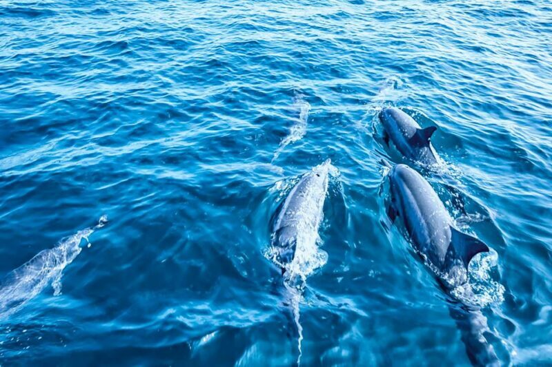 Mallorca: Dolphin Watching Cruise - Frequently Asked Questions