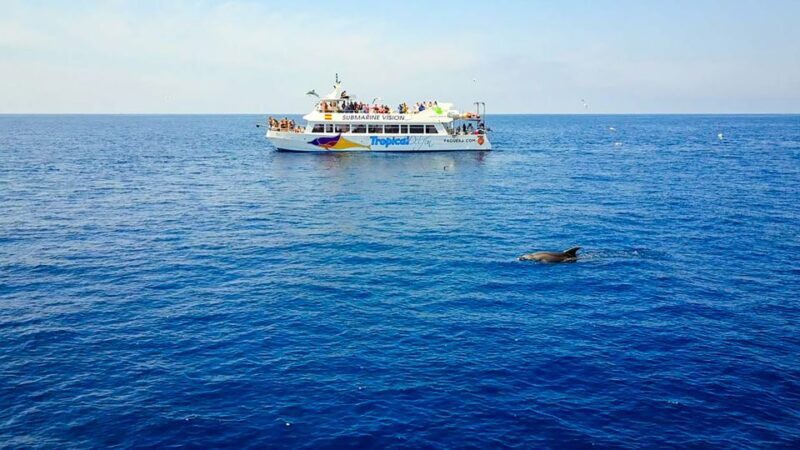 Mallorca: Dolphin Watching Cruise - Final Thoughts