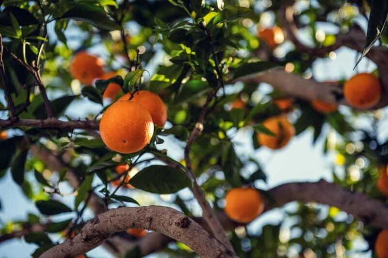 Mallorca: Full-Day Island Tour by Train, Tram, and Boat - Historic Soller and Its Charm