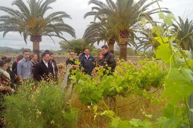 Mallorca Half Day Private Wine Tour with Wine Tasting - Exploring Mallorca’s Wines: A Genuine Look at the Half-Day Private Tour