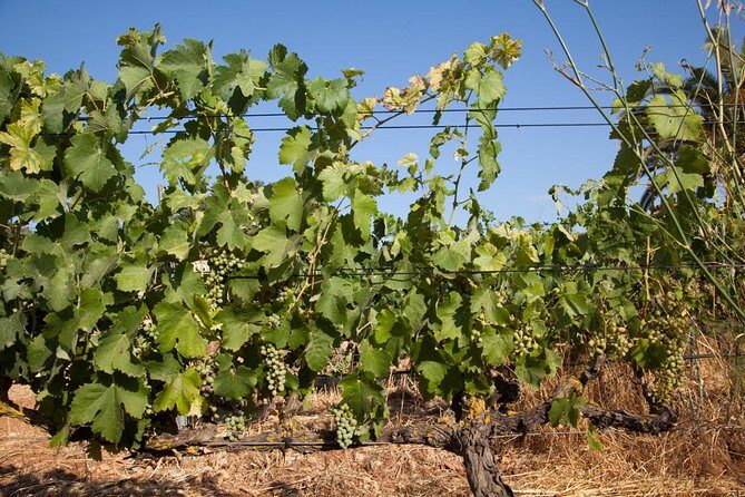 Mallorca Half Day Private Wine Tour with Wine Tasting - FAQs