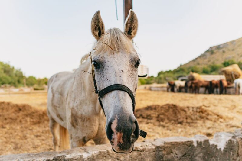 Mallorca: Horseback Riding Experience with Food Options - Authenticity and What Makes It Worthwhile