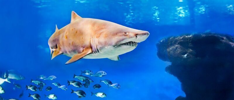 Mallorca: Palma Aquarium Entry Ticket w/ Optional 3D Cinema - An Inside Look at Palma Aquarium