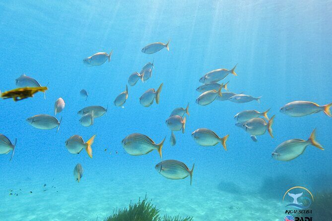 Mallorca PRIVATE Reservation*Scuba dive + photo/video - Who Will This Tour Suit Best?