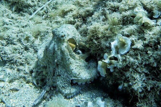 Mallorca PRIVATE Reservation*Scuba dive + photo/video - FAQ