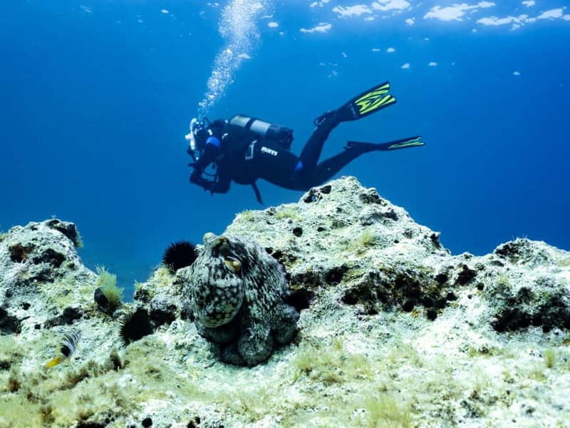 Mallorca: Scuba Dive Adventure Cap de Formentor - 1 dive site - Final Summary