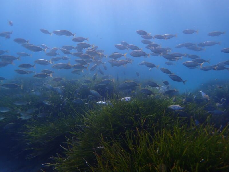 Mallorca: Snorkeling in a Beautiful Nature Reserve - The Authentic Experience for Water Lovers