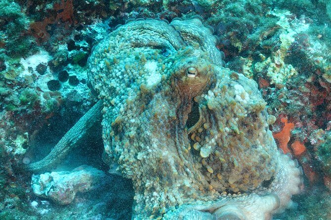 Mallorca: SSI Open Water Diver course - Final Thoughts