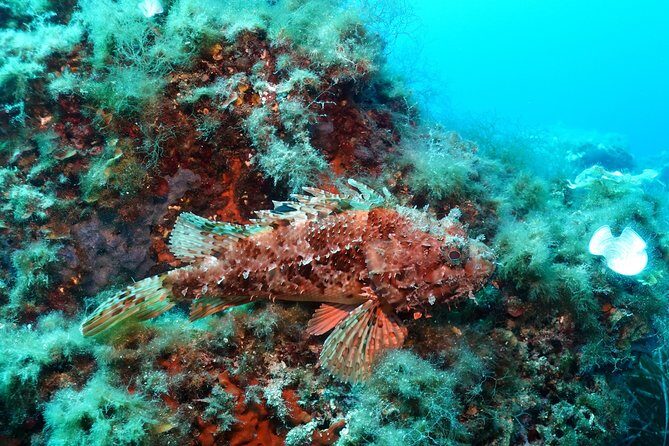 Mallorca: SSI Open Water Diver course - FAQs
