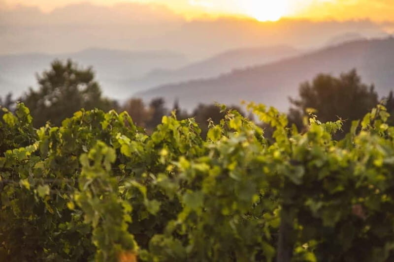 Mallorca: Sunset Wine Tasting Minibus Bodega Tour - Mallorca: Sunset Wine Tasting Minibus Bodega Tour — A Practical Guide to an Enchanting Evening