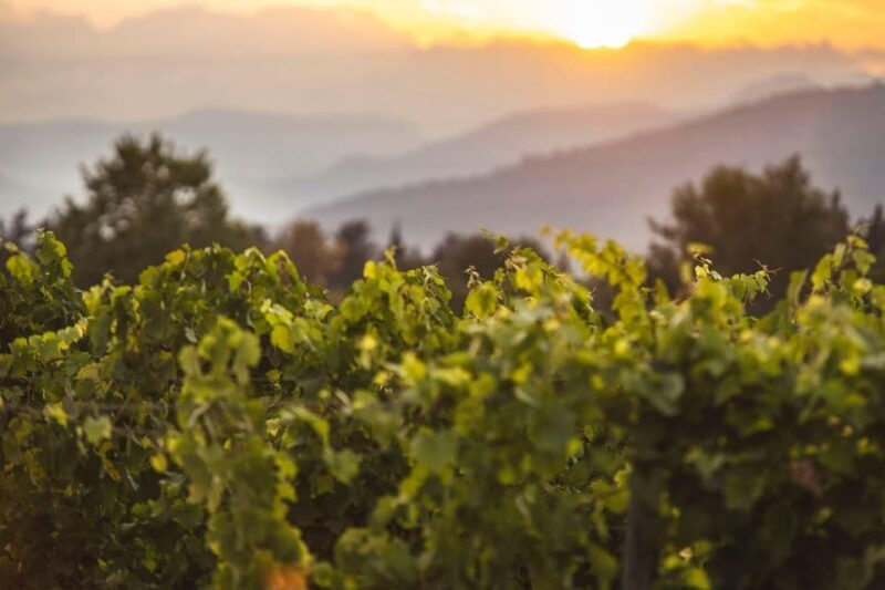 Mallorca: Sunset Wine Tasting Minibus Tour - ENGLISH GUIDE - What Makes This Tour a Great Choice