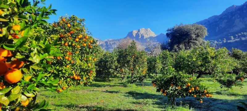 Mallorca: West Coast & Orange Valley Minbustour GERMAN GUIDE - Key Points
