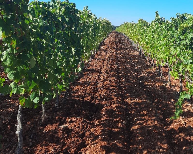 Mallorca: Wine Cellar Tour XL - 3 Wine Tastings incl. GERMAN - Discovering Mallorca’s Wine Heritage