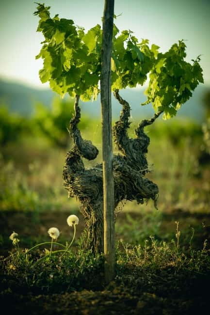 Mallorca: Winery visit and wine tasting, with Mallorcan products - Breakdown of the itinerary