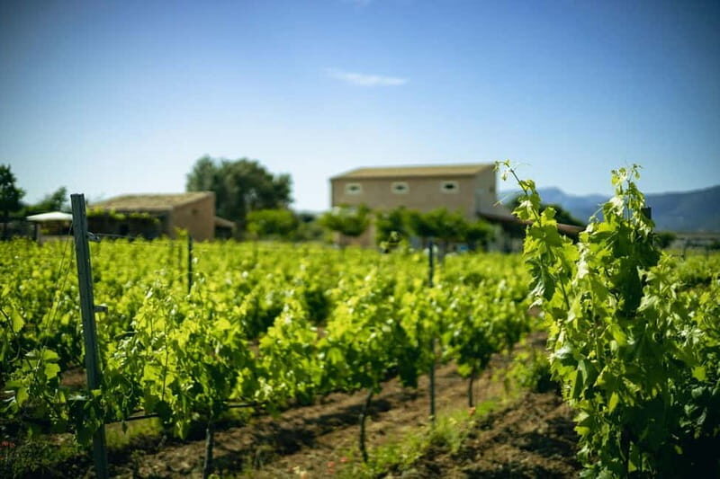 Mallorca: Winery visit and wine tasting, with Mallorcan products - What do reviews say?