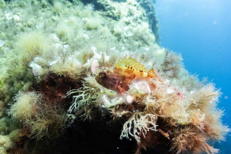 Malta: Beginner Scuba Diving with Dive Registration - Frequently Asked Questions (FAQs)