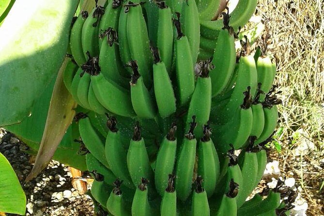 Mamma Gal Native Experience - Introduction