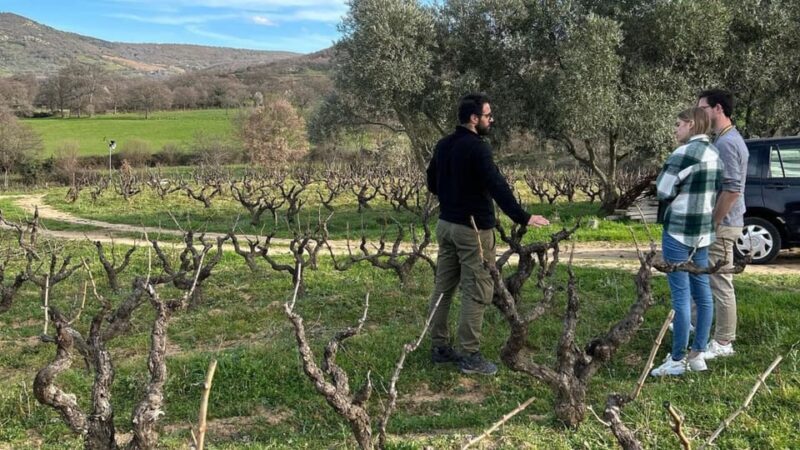 Mamoiada: visit a winery with wine tasting - A Deep Dive into the Mamoiada Winery Experience