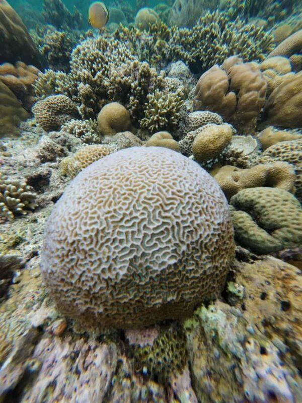 Manado: Bunaken National Park Snorkeling or Diving Tour - Final Thoughts