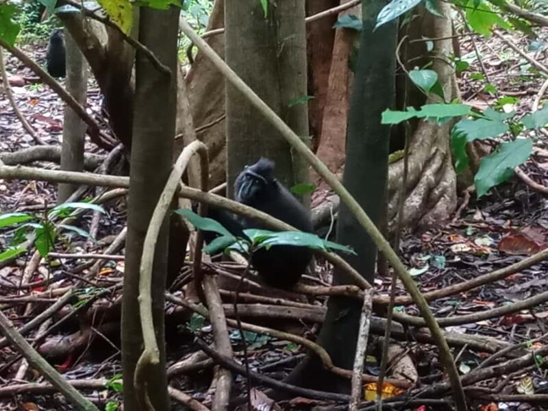 Manado: Tangkoko Wildlife, Waruga, and Lembeh Strait Tour - A Full-Day Adventure in North Sulawesi