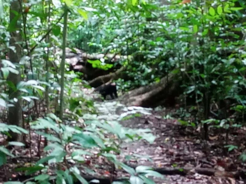 Manado: Tangkoko Wildlife, Waruga, and Lembeh Strait Tour - The Sum Up