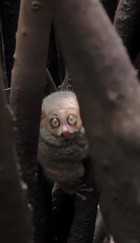 Manado: Tarsier Mangrove Forest Kayak Tour - An Introduction to the Tour Experience