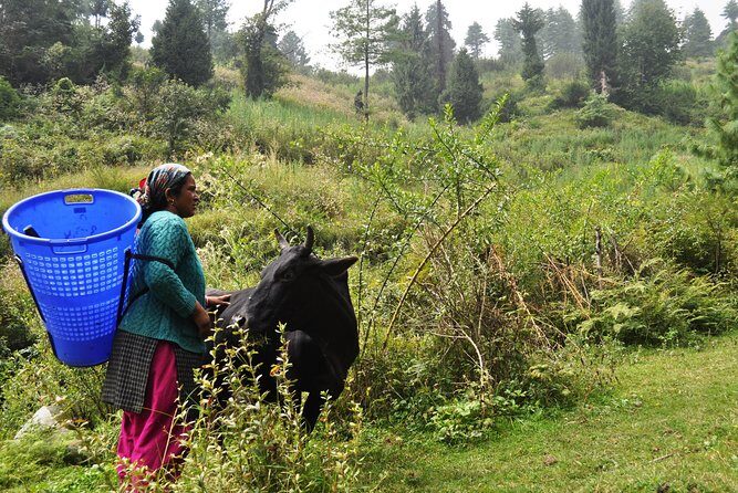 Manali Village Tour - The Experience of Transportation and Meals