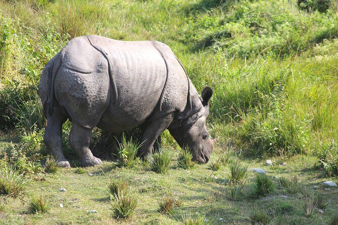 Manas National Park Safari, Lunch with pick up from Guwahati - Experience Overview: What’s On Offer?