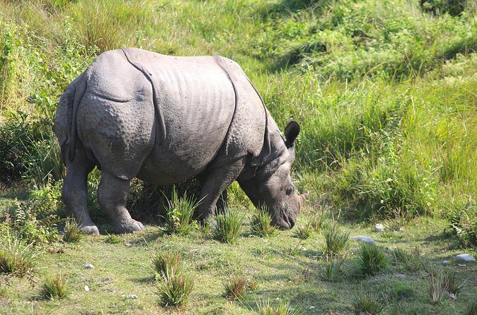 Manas National Park Safari, Lunch with pick up from Guwahati - Who Will Love This Tour?