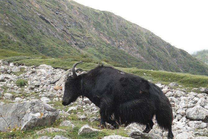 Manaslu Circuit Trek - FAQs