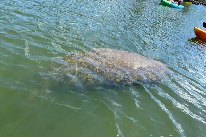 Manatee and Dolphin Kayak Tour - FAQs