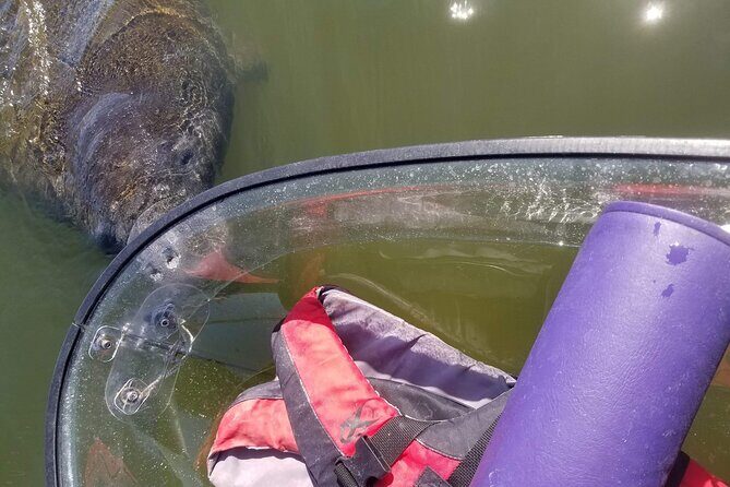 Manatee And Dolphin Tour - Manatee And Dolphin Tour Review: An Authentic Florida Wildlife Adventure